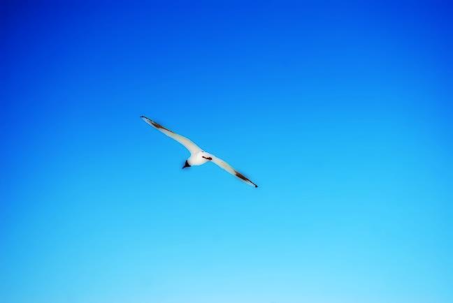 Meditation gull by Jon Shore | Self-Awareness Therapy, Meditation ...