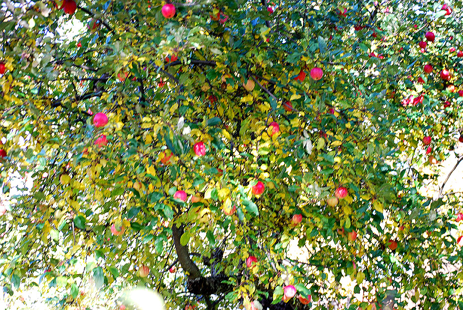 fall apple tree sigulda7426 | Self-Awareness Therapy, Meditation ...